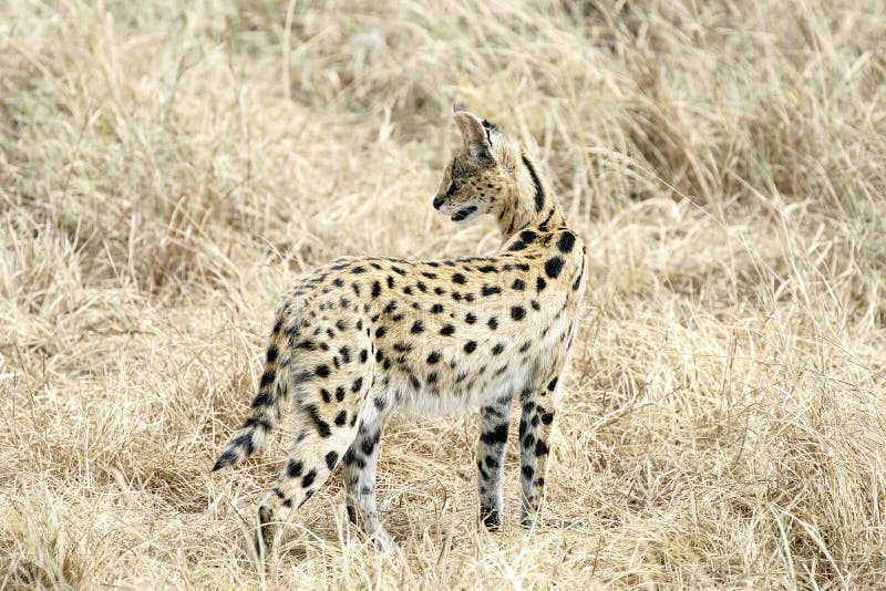 Serval Cat in Masai Mara Reserve Stock Photo - Image of reserve, mara ...