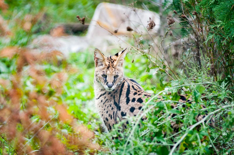 Veggetation Stock Photos - Free & Royalty-Free Stock Photos from Dreamstime