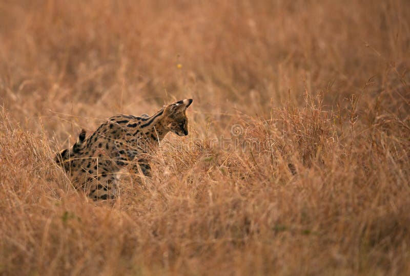 Serval Cat Seraching Food at Masai Mara Stock Photo - Image of ...