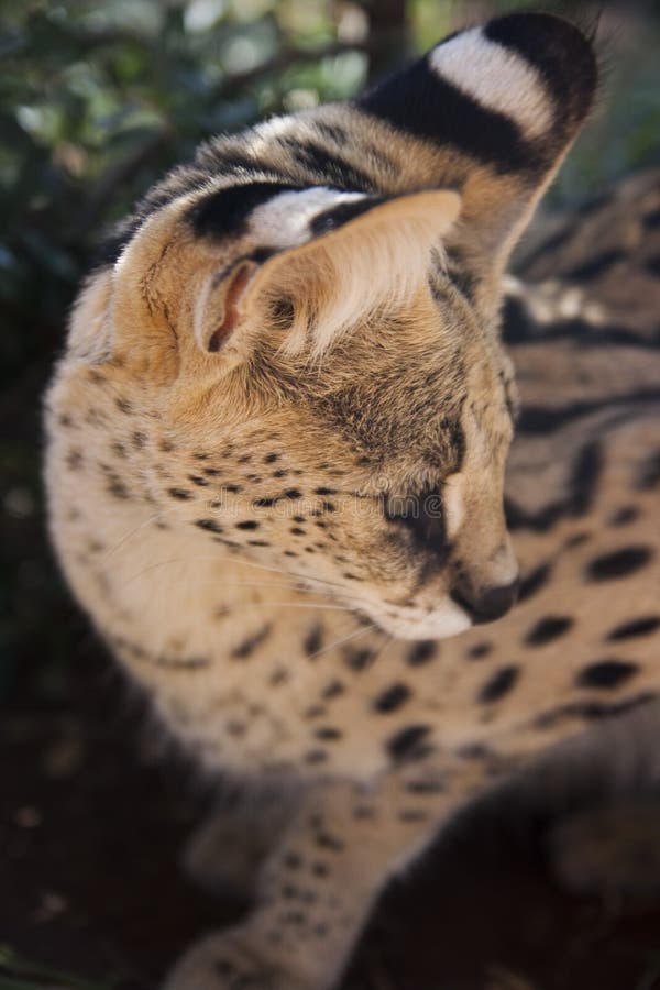 Serval cat stock image. Image of beautiful, pretty, view - 88900559