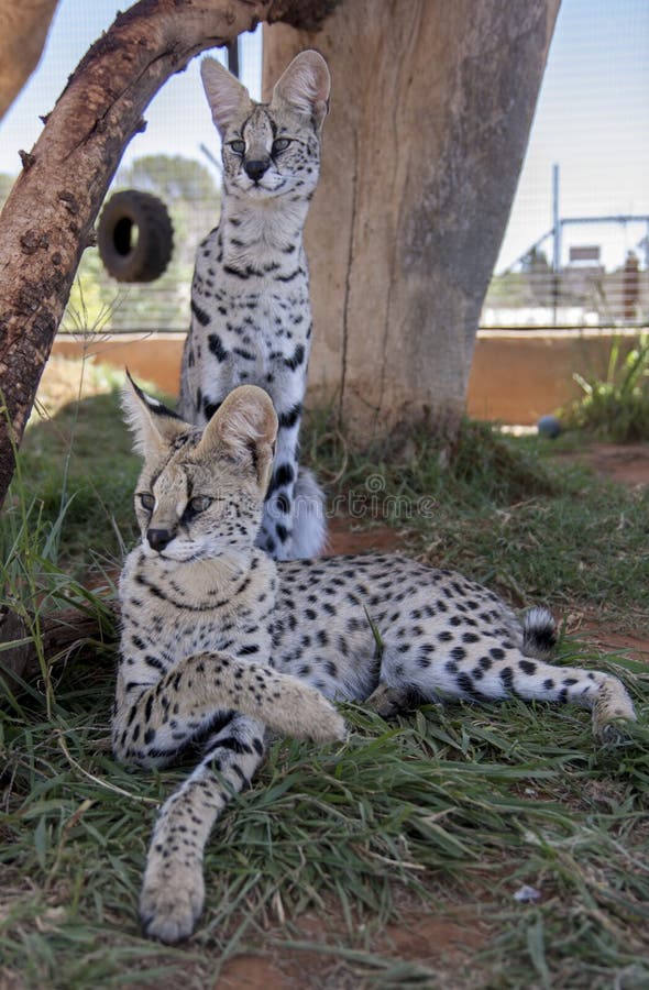 Serval cat stock photo. Image of colors, animal, nopeople - 88905854