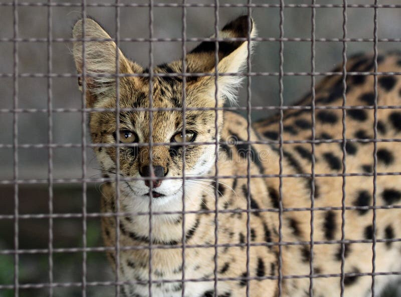 Serval Cat stock photo. Image of looking, endangered - 31817884