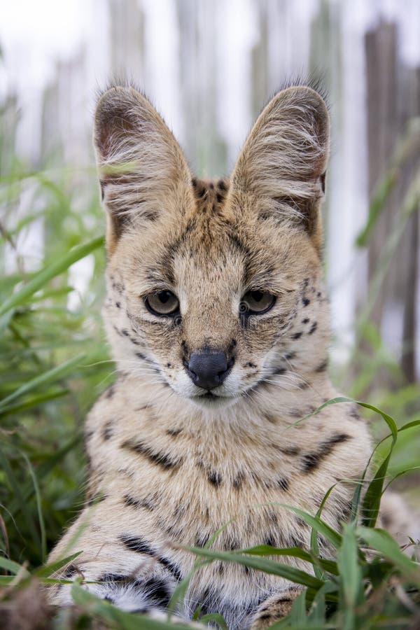 Serval en caracal kat stock foto. Image of vlekken, zoogdier - 88906428