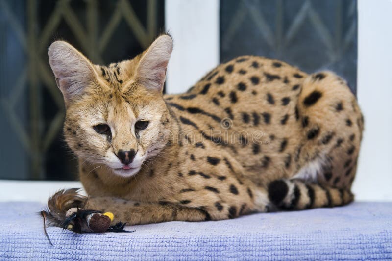 Serval för stor katt hemma fotografering för bildbyråer. Bild av ...