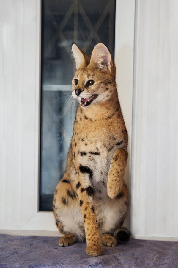 Serval för stor katt hemma arkivfoto. Bild av ögon, husdjur - 51267128