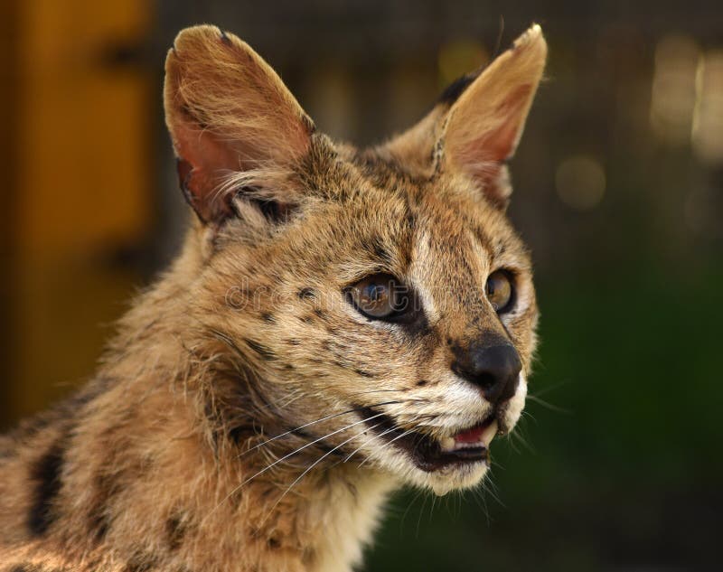 Serval. Felis Serval. Close Up Stock Photo - Image of exotic, serval ...