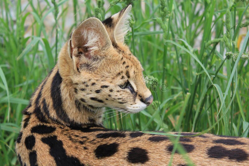 144 Serval Female Stock Photos - Free & Royalty-Free Stock Photos from ...