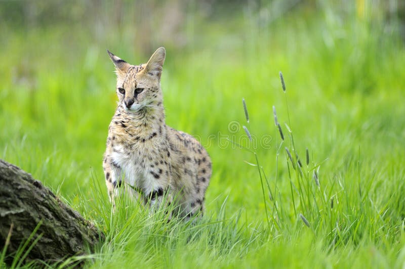 Serval in the grass stock photo. Image of spot, front - 13983222