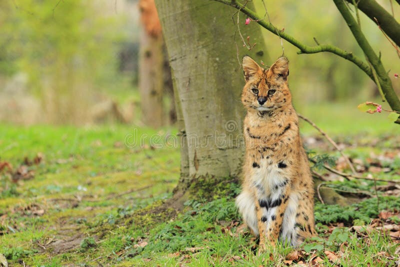 Serval Cat stock image. Image of long, mammal, spots, wildlife - 5887271