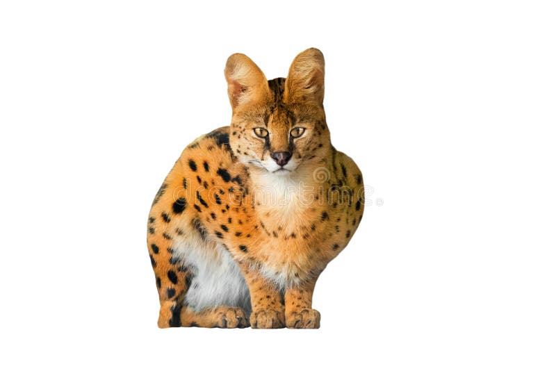 Serval isolated on a white stock image. Image of wildlife - 148133171