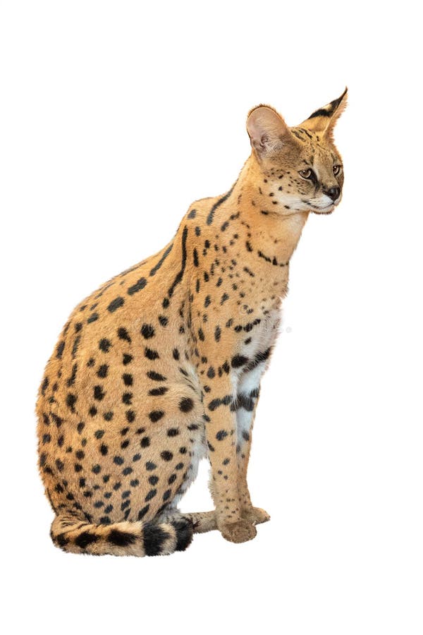 Serval isolated on a white stock photo. Image of mammals - 194708366