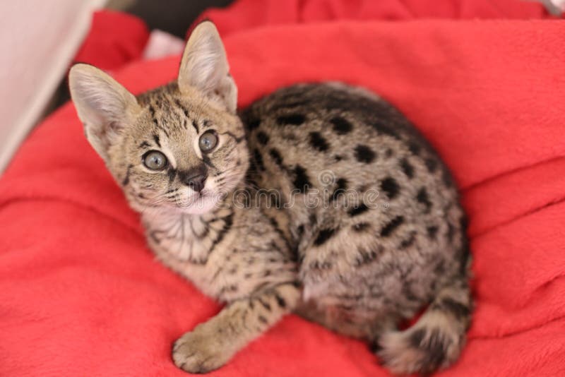 Serval Kitten in Red Background Stock Photo - Image of background ...