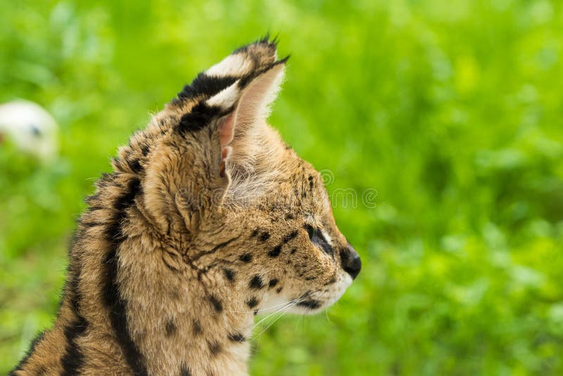 Serval Leptailurus Serval African Wild Cat Stock Image - Image of ...