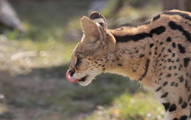 The Serval (Leptailurus Serval). Carnivore. Stock Image - Image of ...