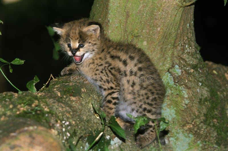 Serval, Leptailurus Serval, Cub Calling Stock Photo - Image of outdoor ...
