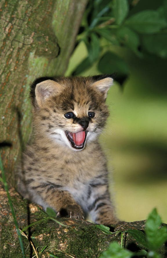 Serval, Leptailurus Serval, Cub Calling Stock Image - Image of africa ...