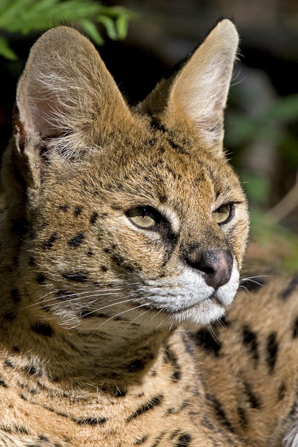 Serval, Leptailurus Serval, Portrait of Adult Stock Image - Image of ...