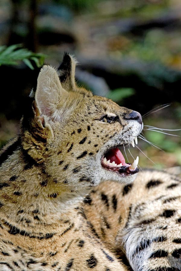 Serval cat snarling stock photo. Image of serval, wild - 3064562