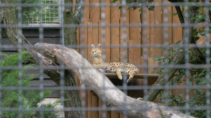 The Serval (Leptailurus Serval), Also Known As the Tierboskat Stock ...