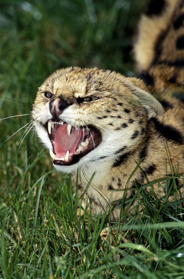 SERVAL leptailurus serval stock photo. Image of head - 170287918