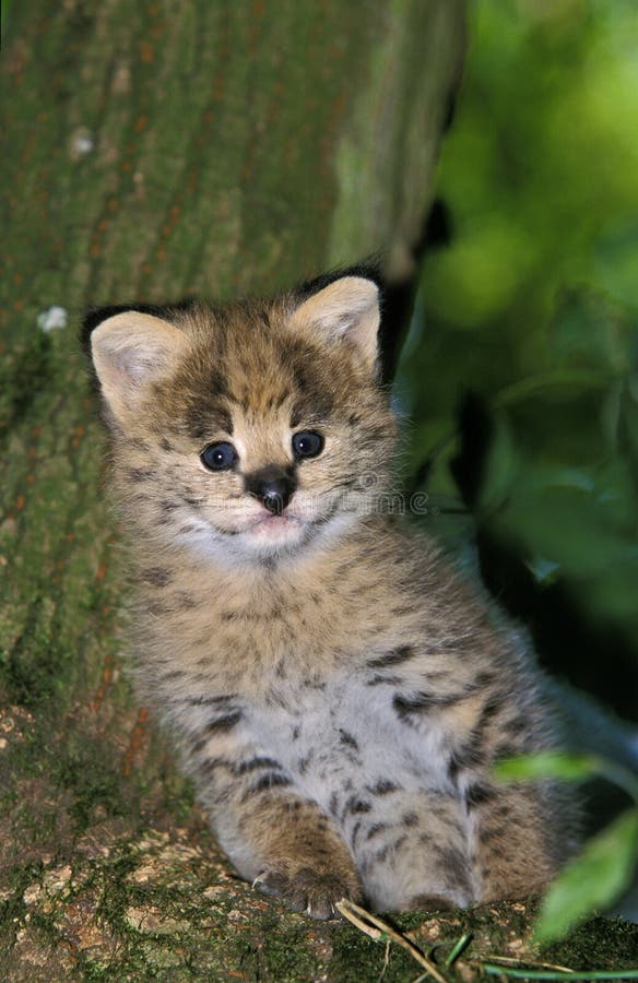 SERVAL leptailurus serval stock photo. Image of baby - 170404608