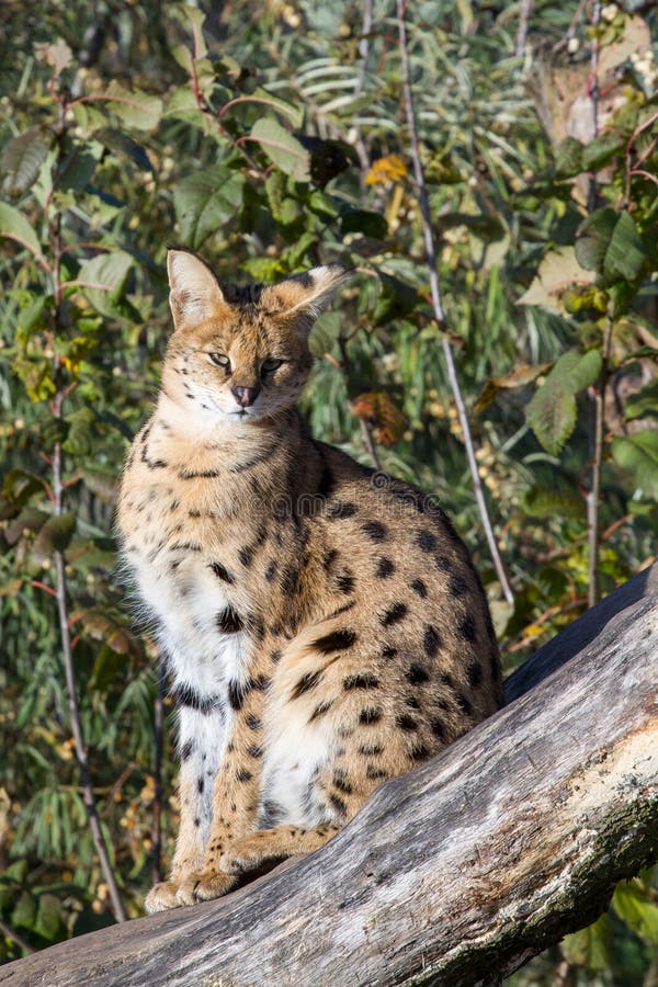 Serval - Leptailurus Serval Stock Image - Image of leptailurus, ocelot ...