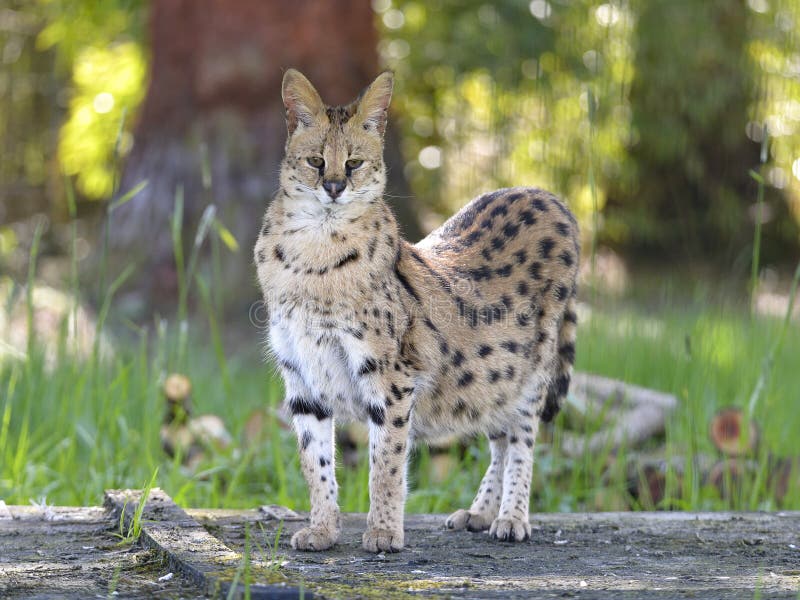 Serval standing stock image. Image of leptailurus, animal - 116108505