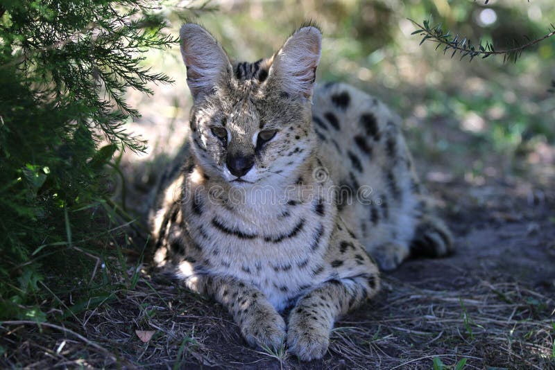 Serval stock photo. Image of animal, spots, watching - 51056224