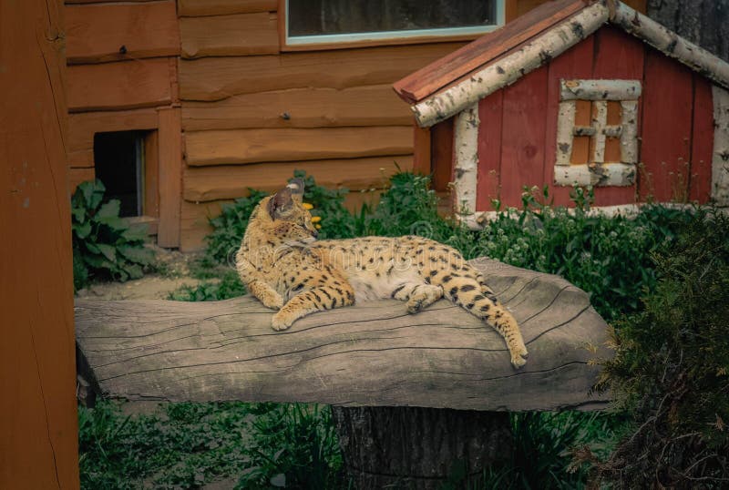 Serval lying on a log stock image. Image of felines, mammal - 53447251