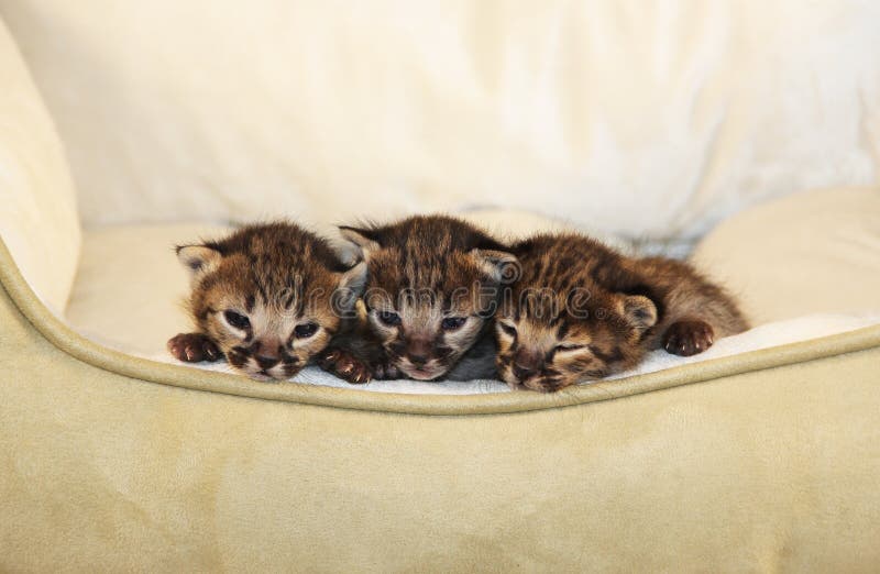 Chaton Nouveau-né De La Savane Du Serval F4 Image stock - Image du ...