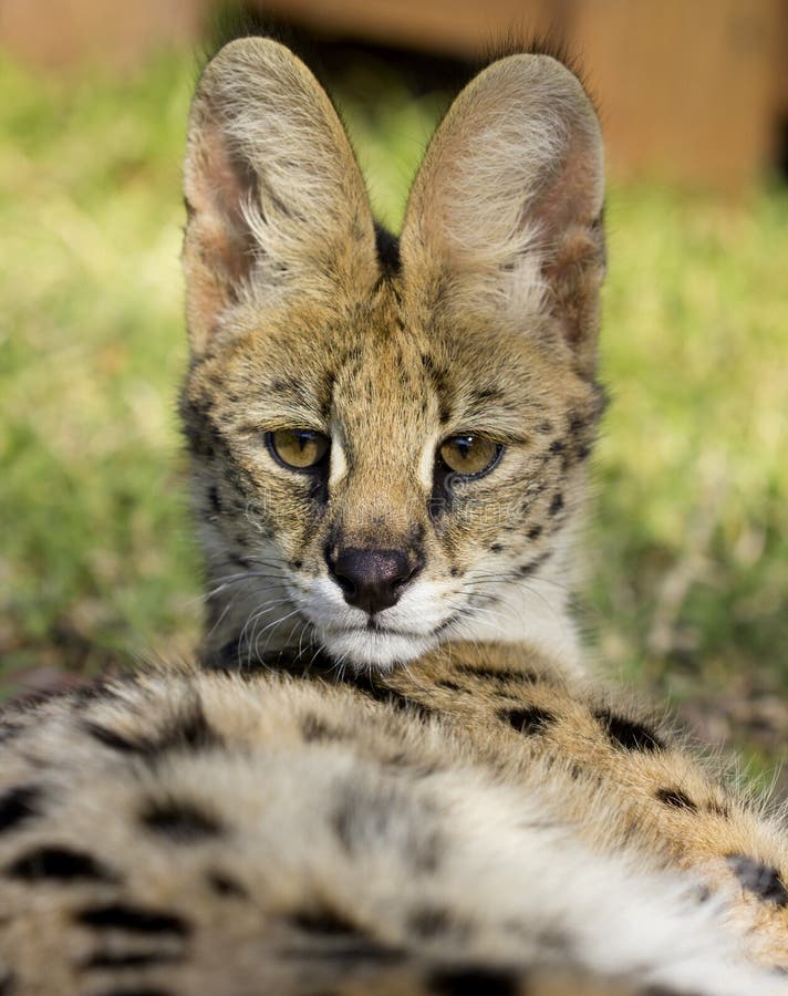 Serval stock image. Image of black, beauty, serval, wildlife - 49780909