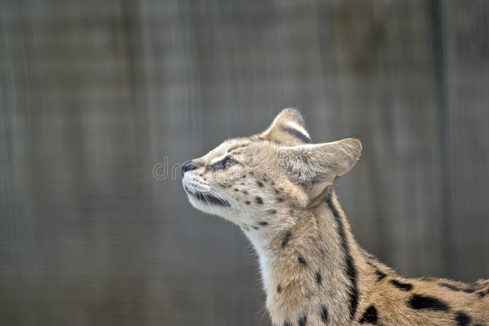 Serval stock image. Image of feline, side, white, black - 101832177