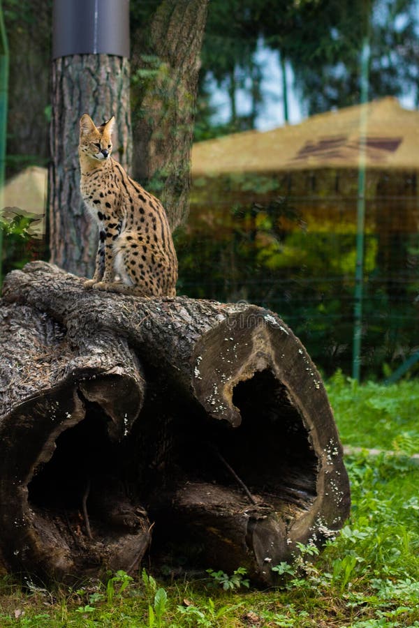 Serval Sits on a Felled Tree in the Zoo Stock Photo - Image of wild ...