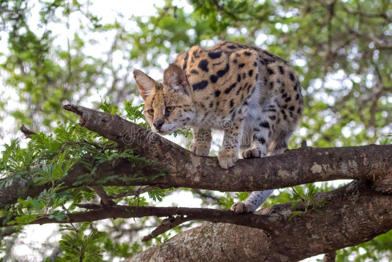 Serval in a tree at kruger stock image. Image of animal - 64766533