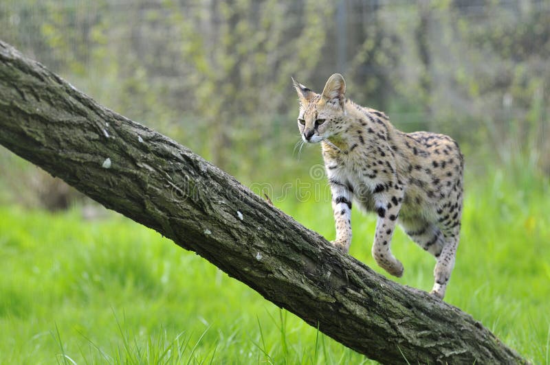 Serval on trunk tree stock photo. Image of hair, mammal - 14136488