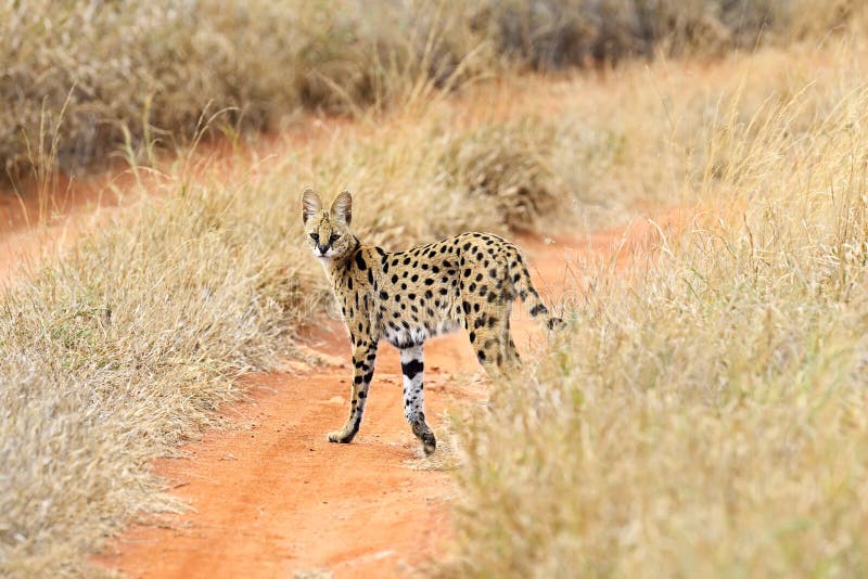 Serval on trunk tree stock photo. Image of hair, mammal - 14136488