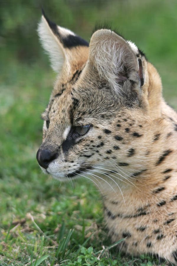 Serval Cat stock image. Image of long, mammal, spots, wildlife - 5887271