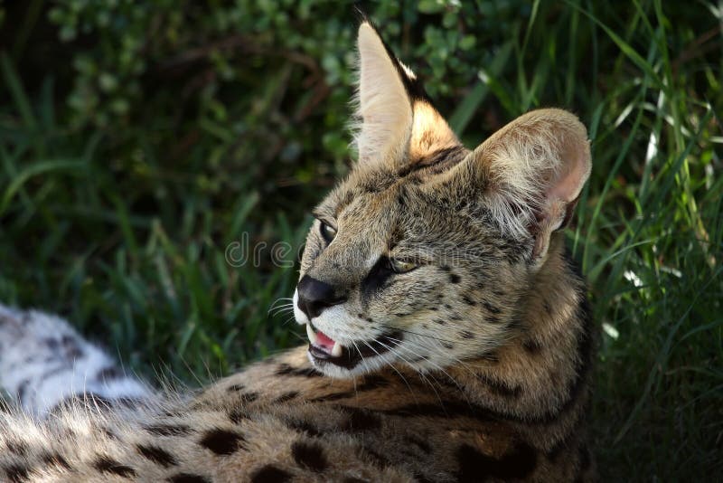 Serval Cat stock image. Image of long, mammal, spots, wildlife - 5887271