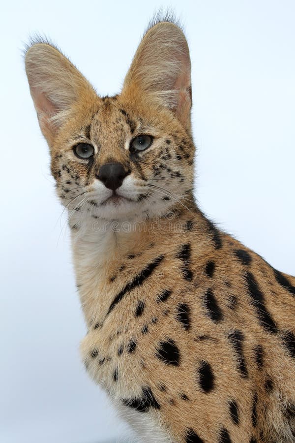 Serval Cat stock image. Image of long, mammal, spots, wildlife - 5887271
