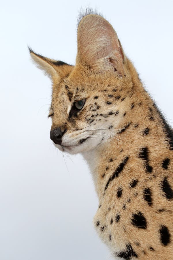 Serval Cat stock image. Image of long, mammal, spots, wildlife - 5887271