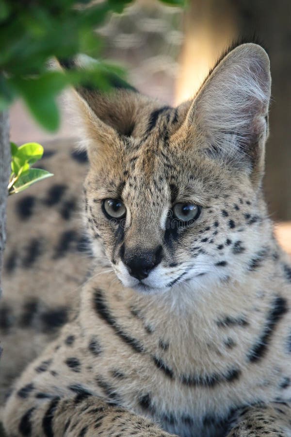 Serval Cat stock image. Image of long, mammal, spots, wildlife - 5887271