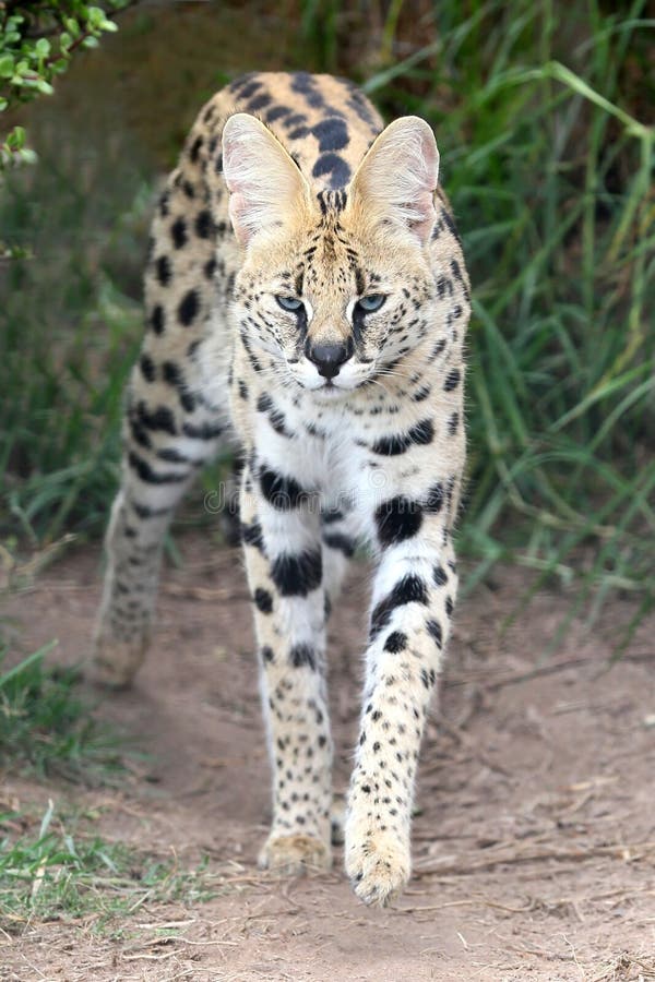 Serval Cat stock image. Image of long, mammal, spots, wildlife - 5887271