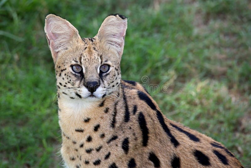 Serval Cat stock image. Image of long, mammal, spots, wildlife - 5887271