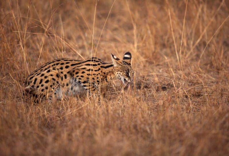 Serval Wild Cat Eating a Rat Kill, Masai Mara Stock Image - Image of ...