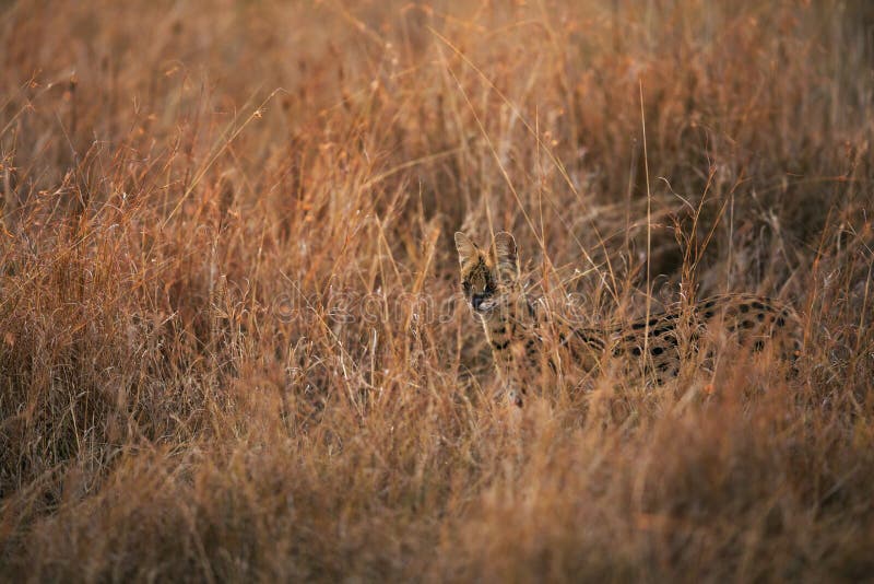 Serval Wild Cat in the Grasses of Masai Mara Stock Image - Image of ...