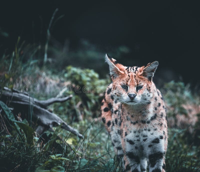Serval Wild Cat Walking in the Grass Stock Image - Image of mara, tail ...