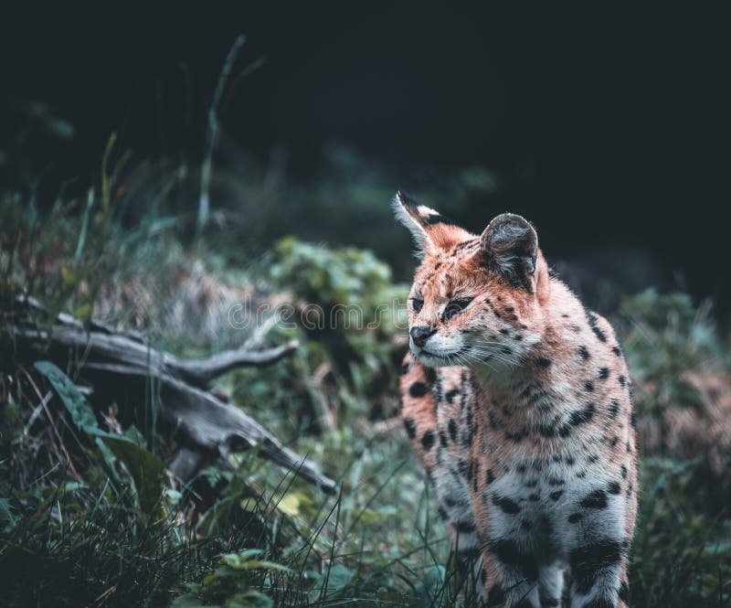 Serval Wild Cat Walking in the Grass Stock Image - Image of tail ...