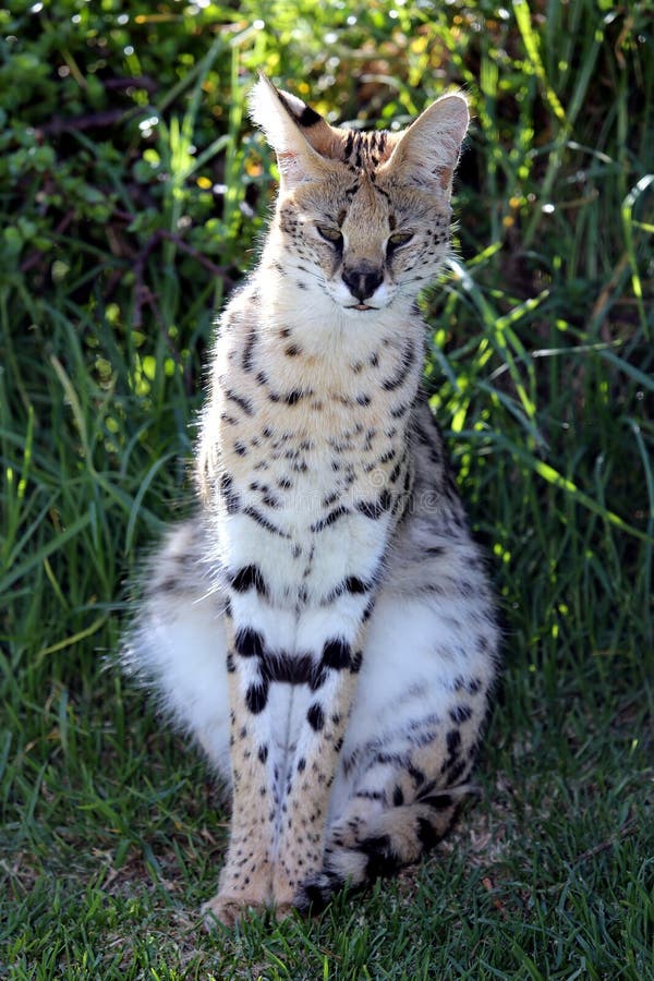 Serval Wilde Kat stock foto. Image of dier, afrikaans - 35377256