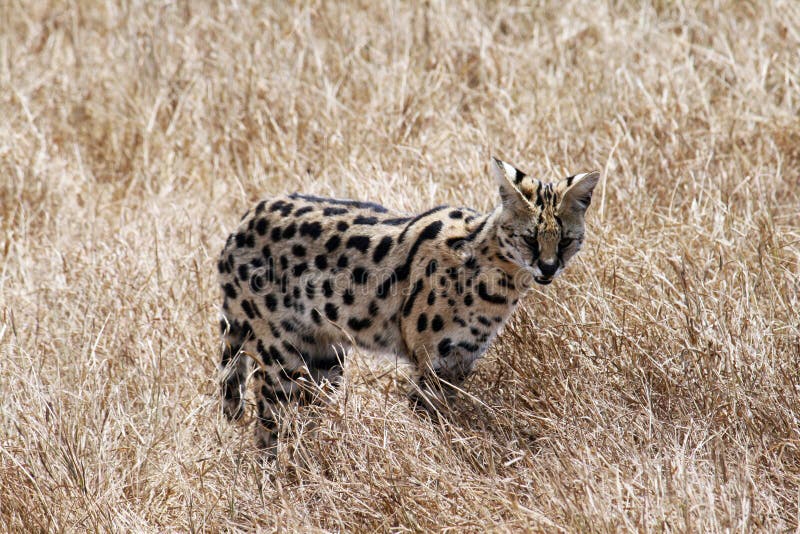 Afrikaanse Serval (serval Leptailurus) Stock Foto - Image of gras, katachtig: 14489200