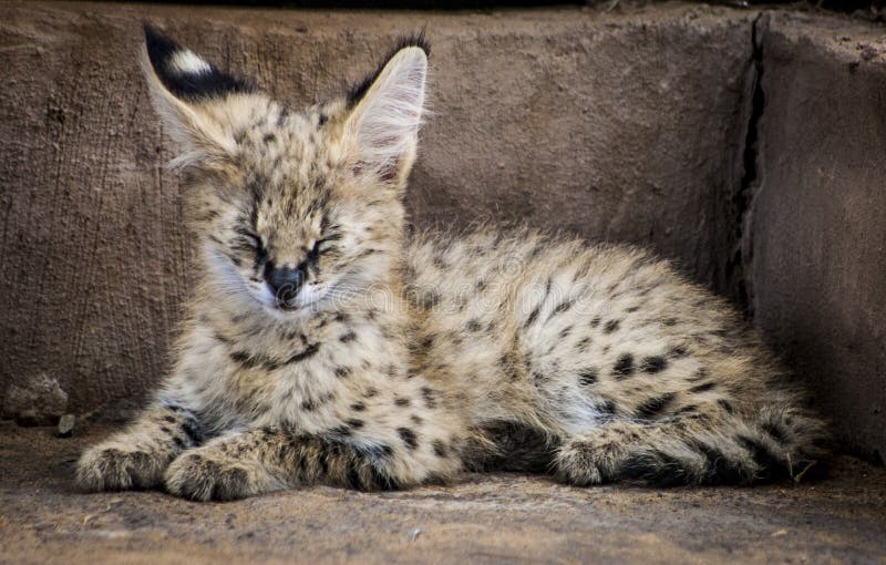 Serval och caracal katt arkivfoto. Bild av nätt, fläckar - 88906428